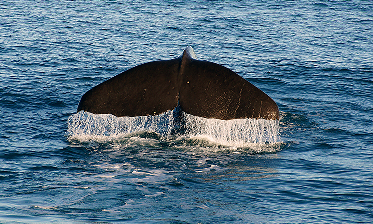 Sperm whales’ feeding patterns affected by earthquakes - Research ...