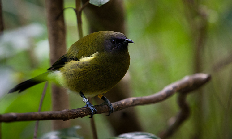 Research reveals complex public attitudes to NZ pest species - Research ...