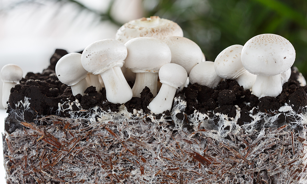 Judge open science by its outcomes, not its outputs - Research ...